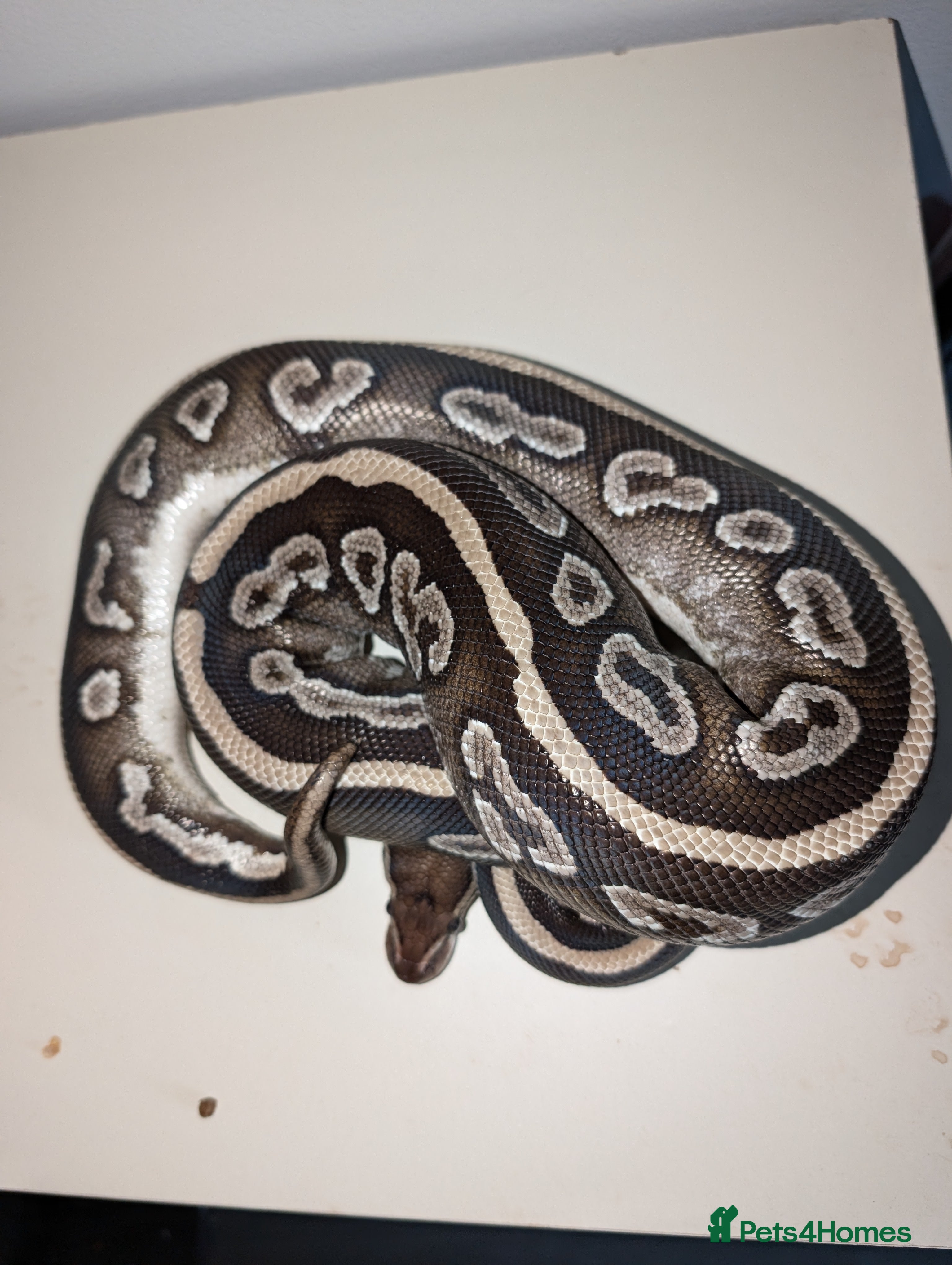 2 royal pythons for sale in Sudbury | Pets4Homes
