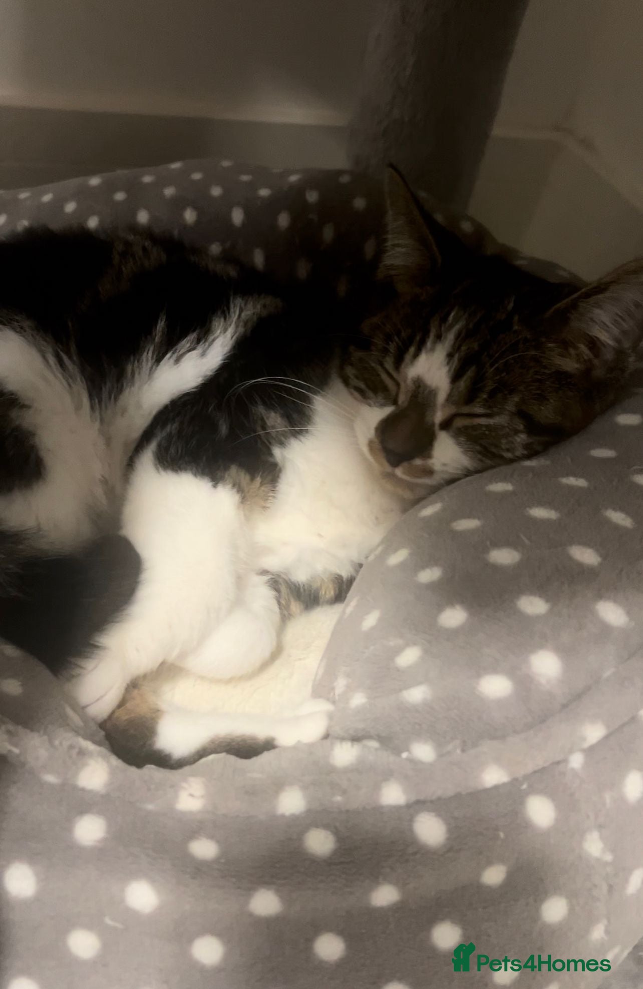 beautiful kittens for sale in Colchester | Pets4Homes