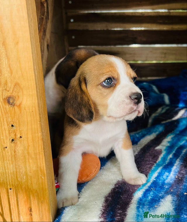 Purebred Beagle puppies - 6 available for sale in Harlow | Pets4Homes