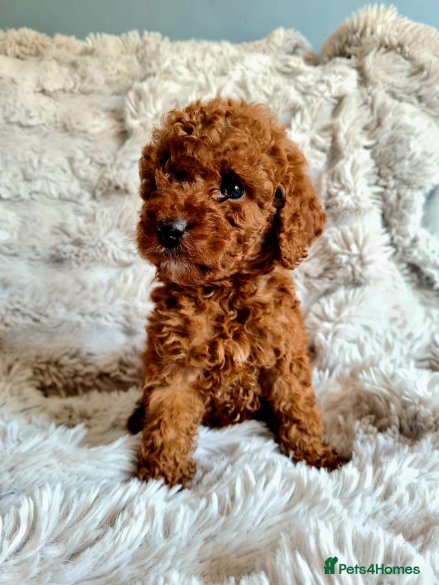 Beautiful red toy cockapoos for sale in Doncaster | Pets4Homes