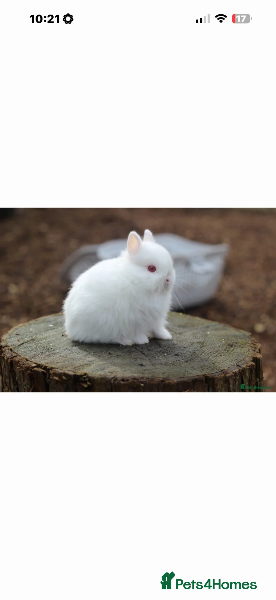 Netherland Dwarf for sale in Gillingham | Pets4Homes