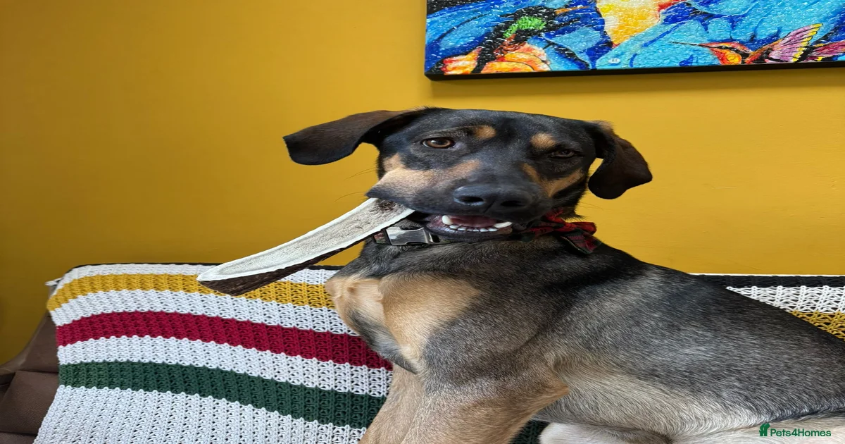 Old dogs Dogs for adoption | Pets4Homes