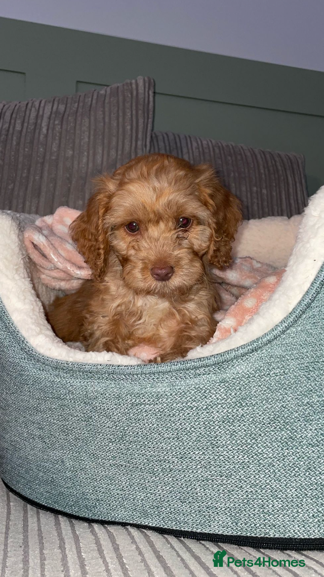 ⭐️⭐️⭐️⭐️⭐️ F1 miniature cockapoo puppies for sale in Ingatestone ...