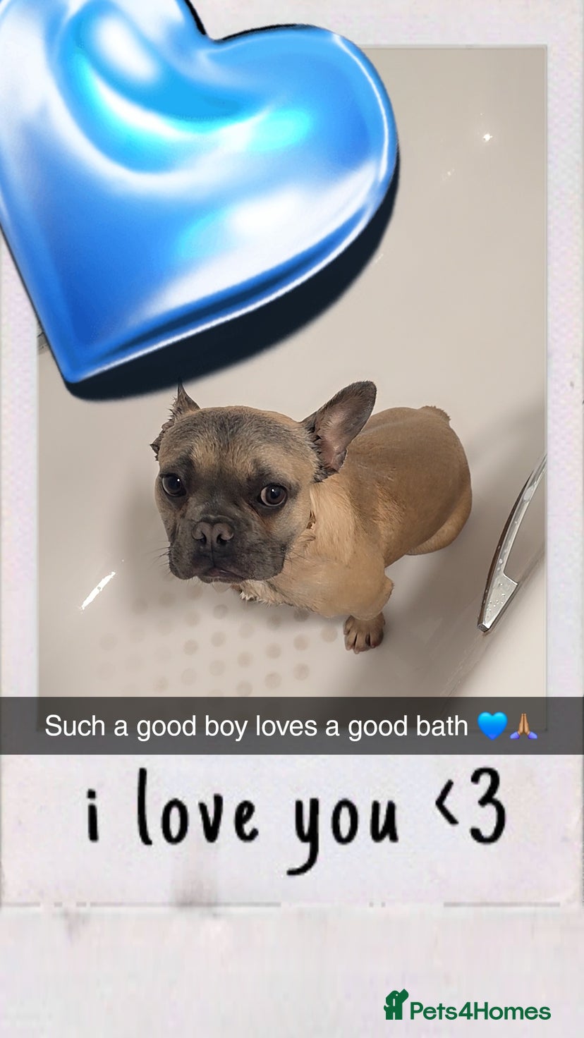 French bulldog for sale in Nottingham | Pets4Homes