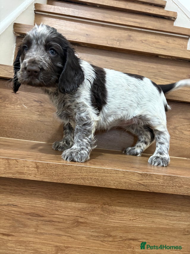 Beautiful Show-Type Cocker Spaniel puppies for sale in Worksop | Pets4Homes