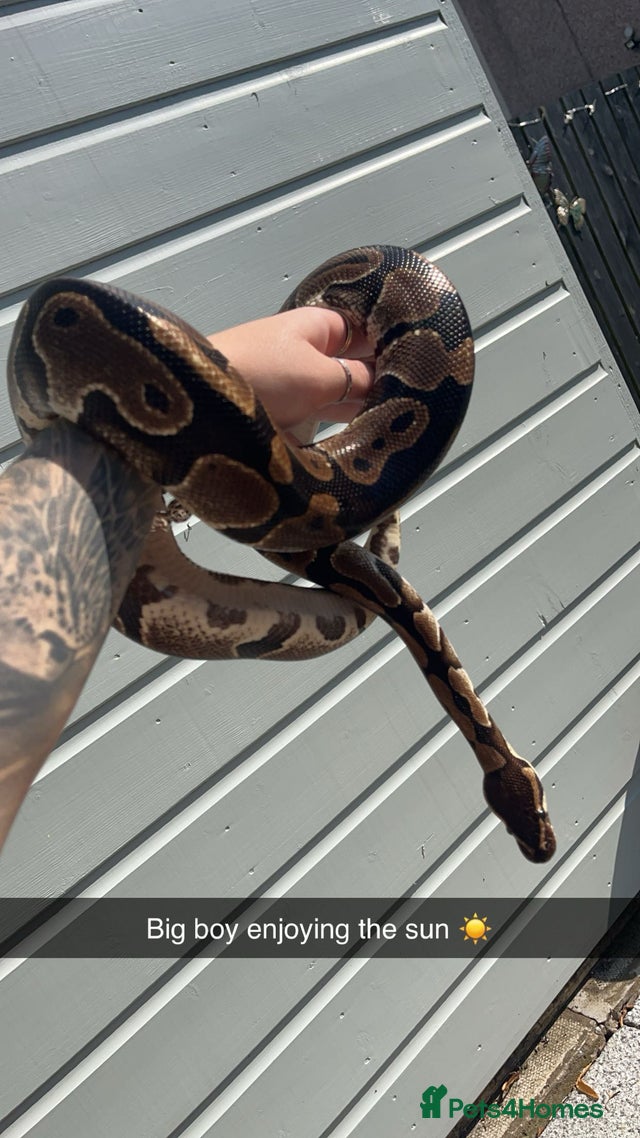 Royal python for sale for sale in Annan | Pets4Homes