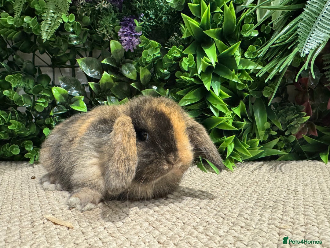 5 mini lops ready to reserve for sale in Harleston | Pets4Homes