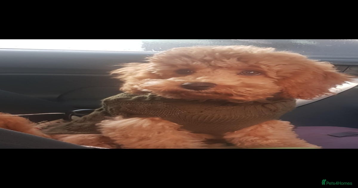 Cockapoo for sale in Southport | Pets4Homes