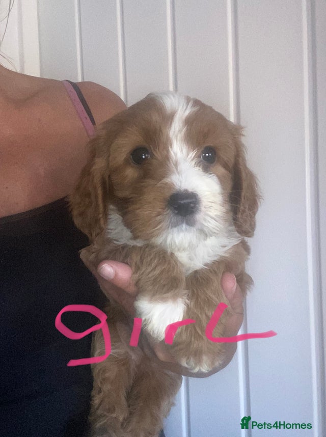 Cavapoo babys for sale in Sevenoaks | Pets4Homes