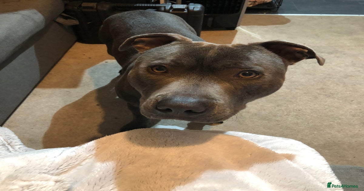 Blue Male staffy - 11 month old for sale in Paignton | Pets4Homes