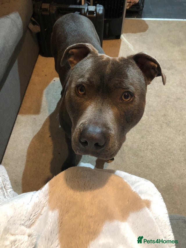 Blue Male staffy - 11 month old for sale in Paignton | Pets4Homes