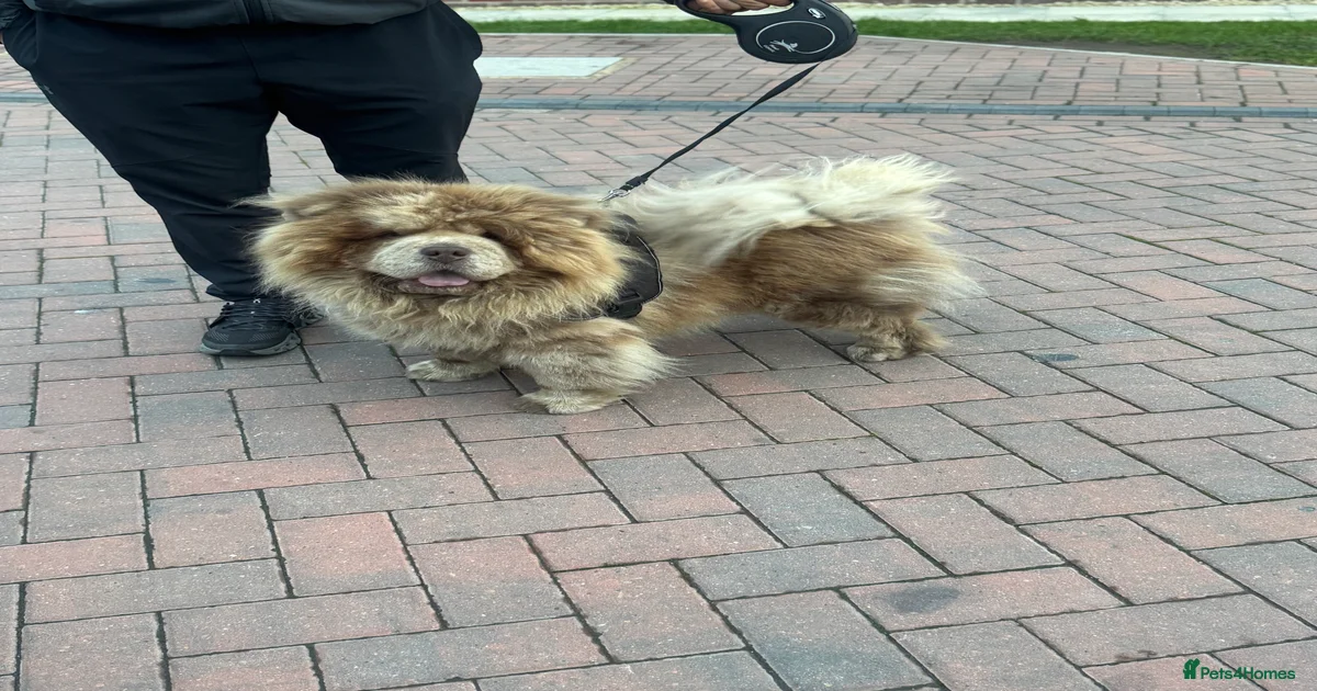 CASH LILAC MERLE CHOW CHOW STUD for stud in Bradford | Pets4Homes