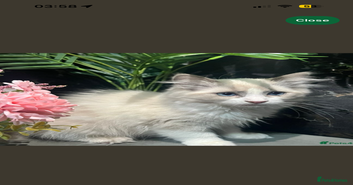 Pure ragdoll for sale in Doncaster | Pets4Homes