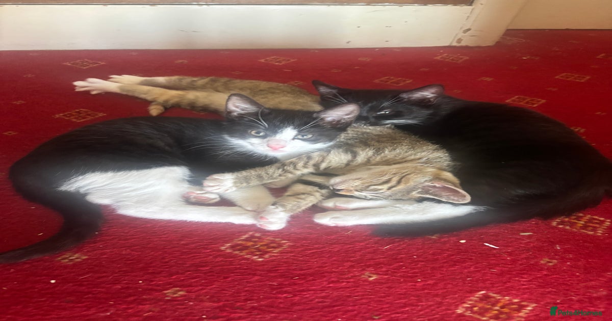 Kittens British Short hair for sale in Blackpool | Pets4Homes
