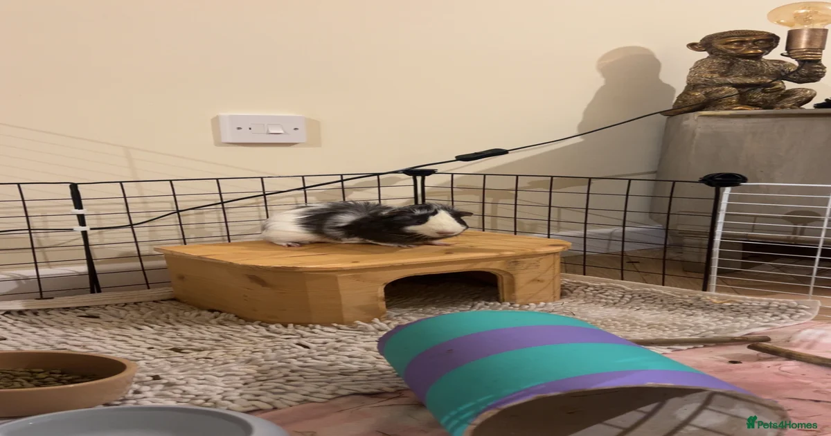 Male guinea pig for sale in Walsall | Pets4Homes