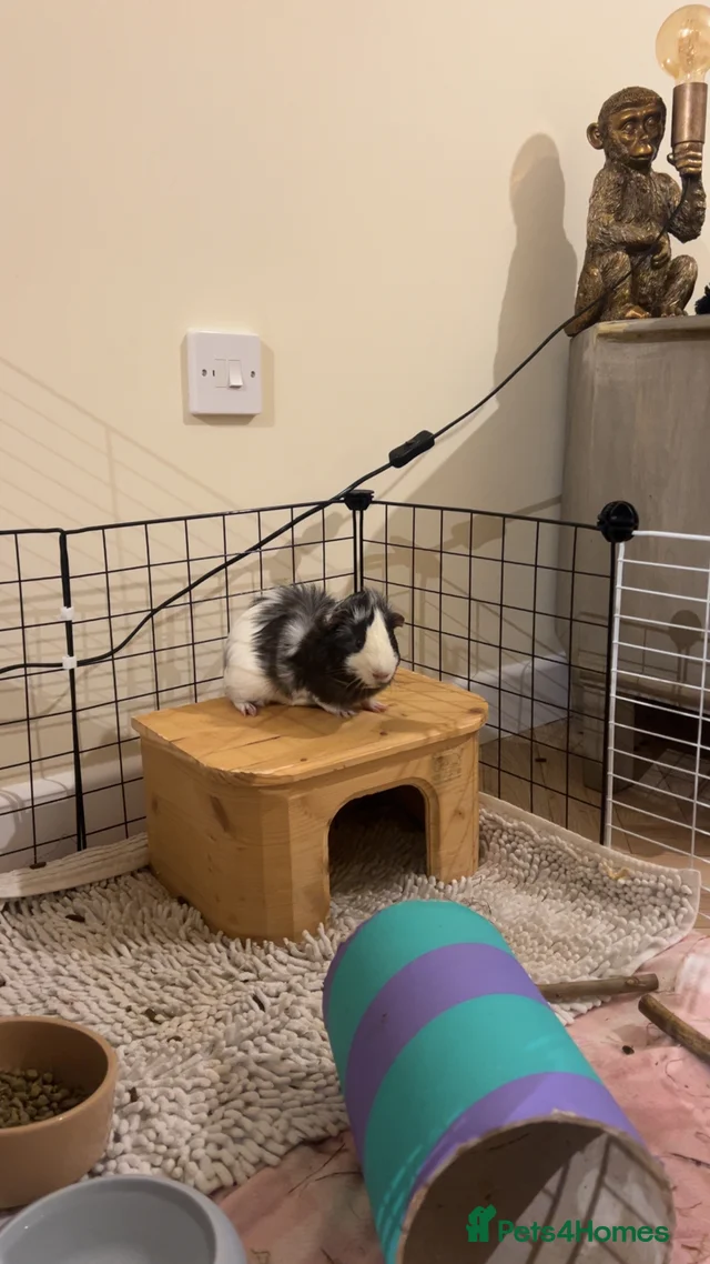 Male guinea pig for sale in Walsall | Pets4Homes