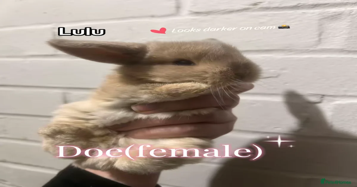 Beautiful mini lop Bunnies for sale in Battle | Pets4Homes