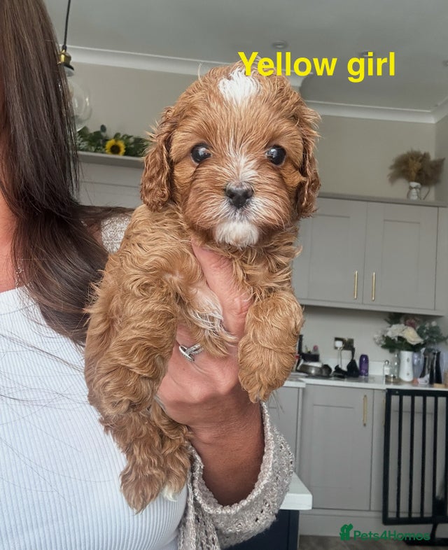 F1 Fox Red Cavapoos (Health Tested) 🐶 for sale in Stockport | Pets4Homes