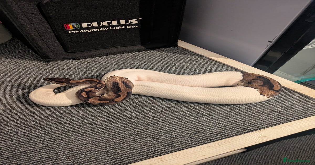 Adult male and Female ball pythons for sale for sale in Bristol ...