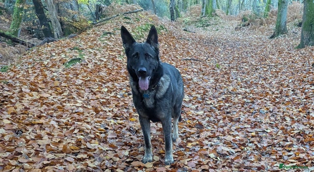 Two year old male friendly German Shepherd for sale in Liss | Pets4Homes