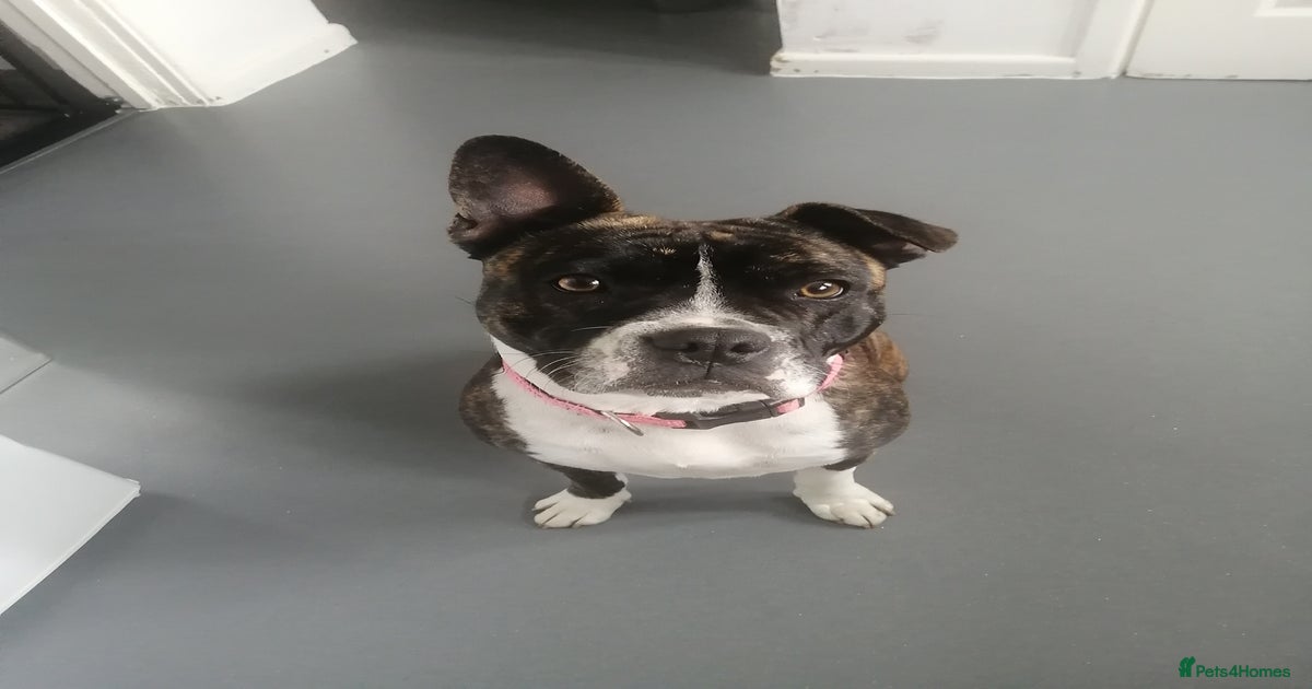 Female frenchie x staff for sale in Tipton | Pets4Homes