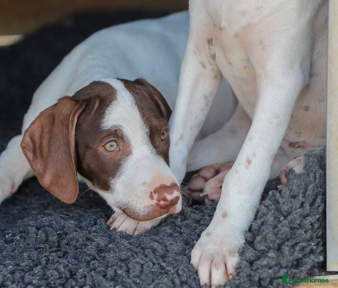 Pointer dogs for adoption | Pets4Homes