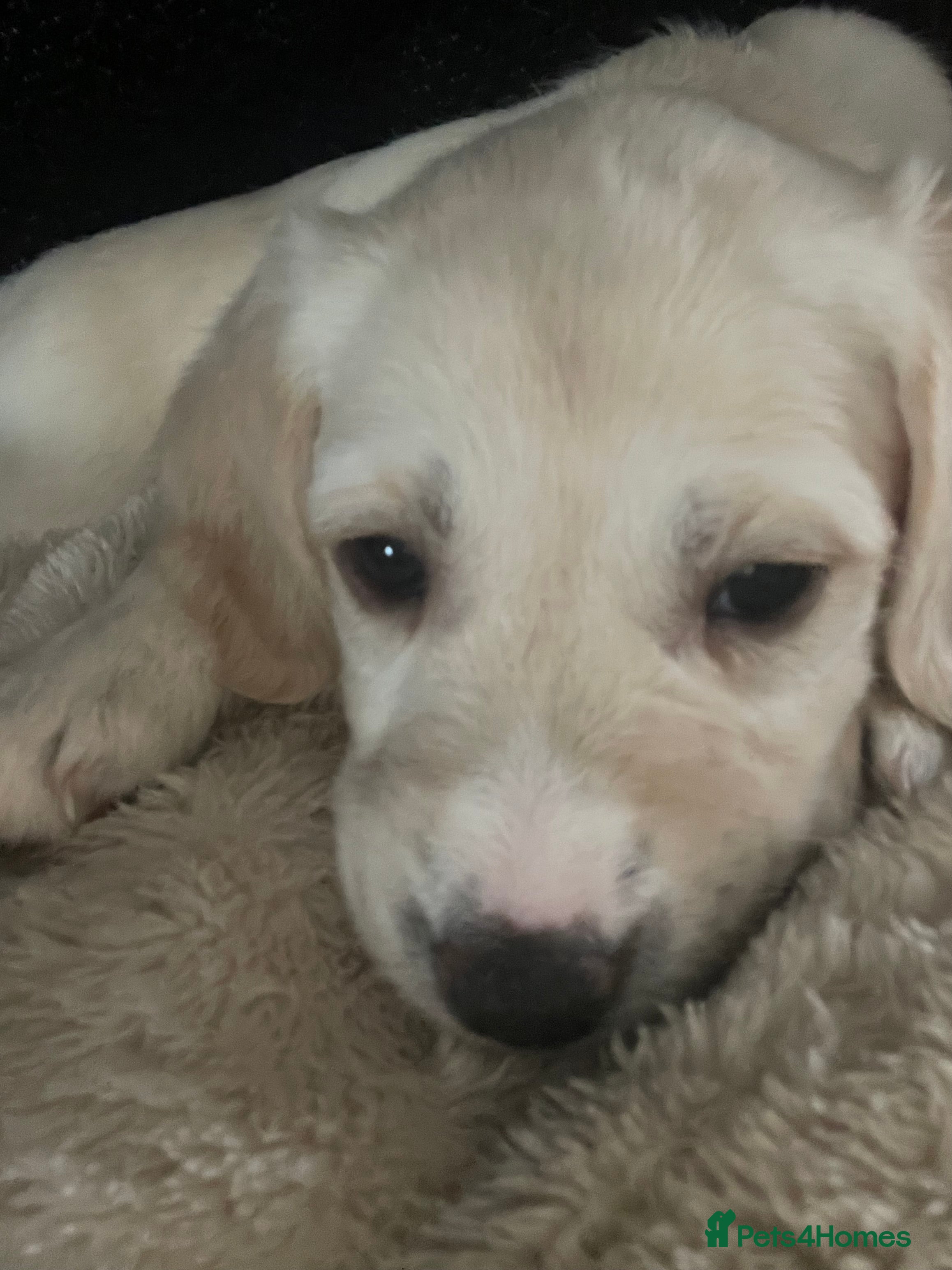 Cockapoo cross puppies for sale in Colchester | Pets4Homes