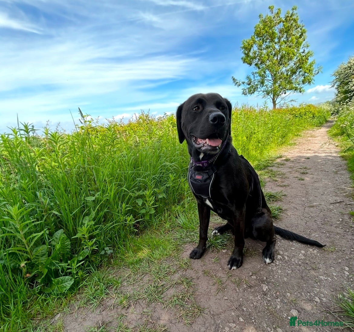 WANTED- companion for our Labrador for sale in Preston | Pets4Homes