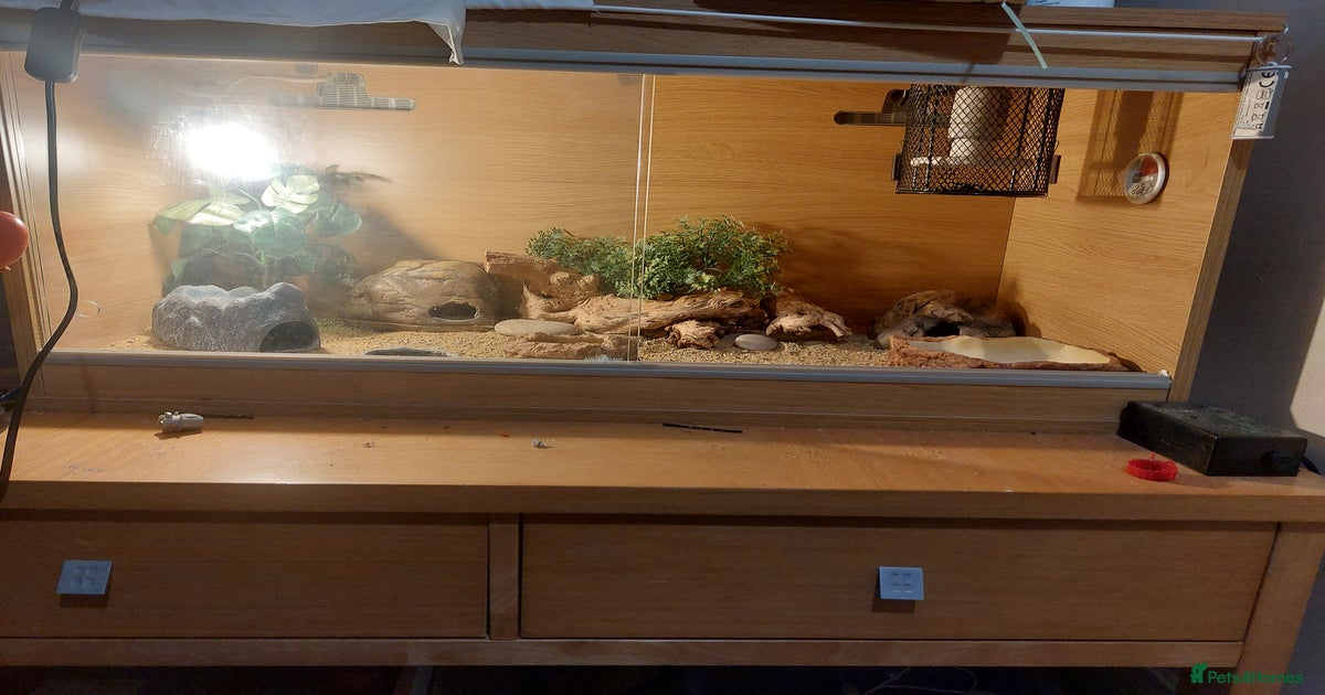 Leopard geko and vivarium for sale in Bracknell | Pets4Homes