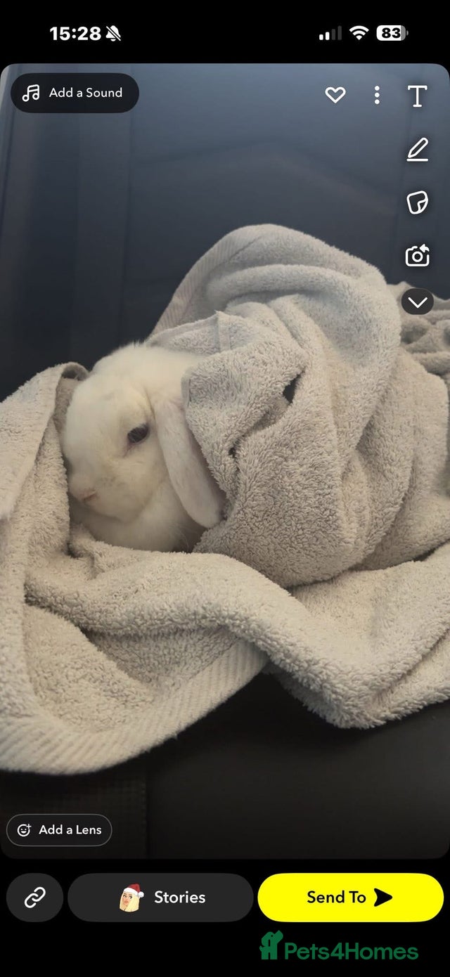Two mini lops male and female for sale in Gosport | Pets4Homes