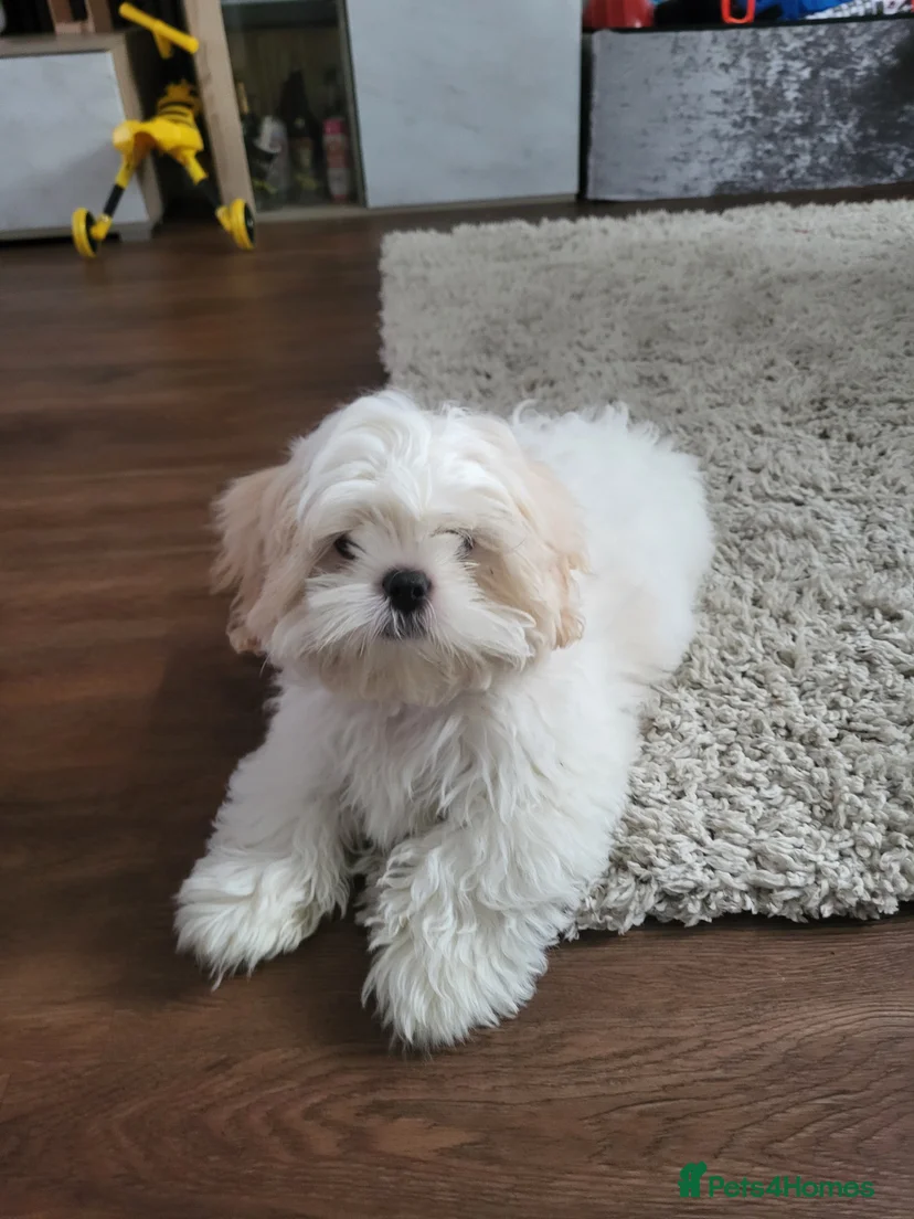 Puppy Bella for sale in Coventry | Pets4Homes