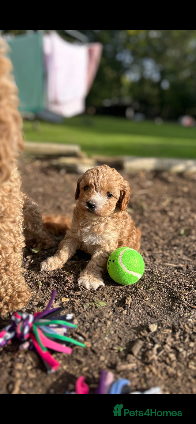 Cavapoo puppies for sale in Gravesend | Pets4Homes