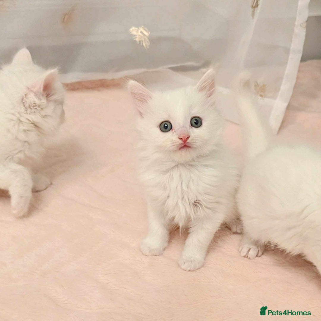 Turkish Angora Cats Breed - Information, Temperament, Size & Price ...