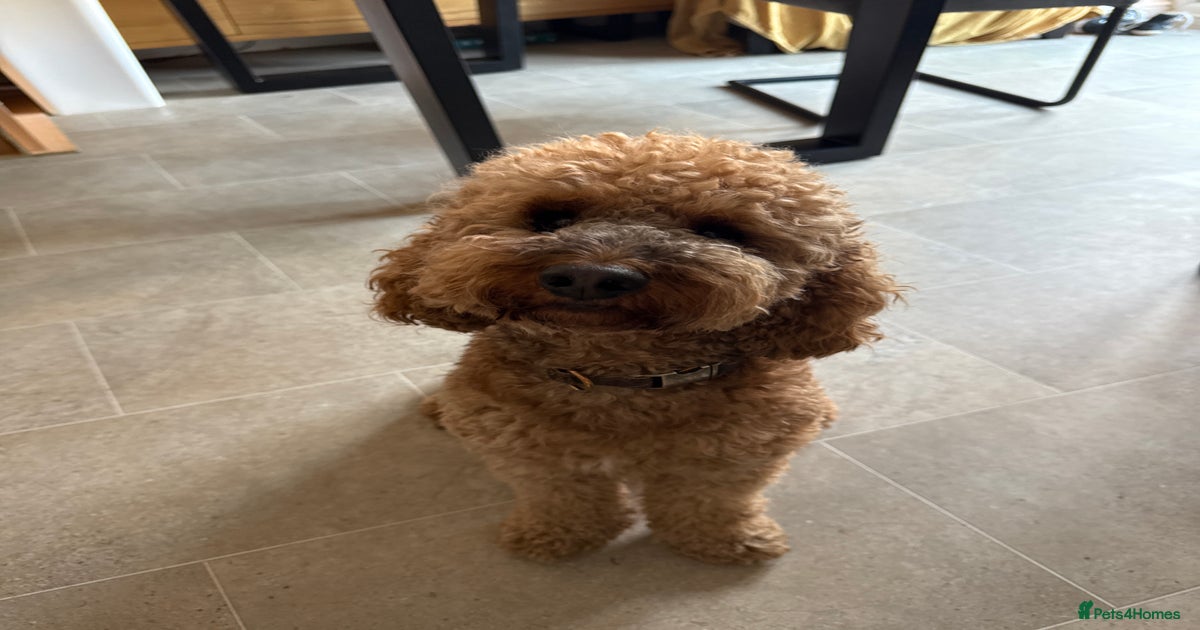 F2 cockapoo for stud in Stone | Pets4Homes