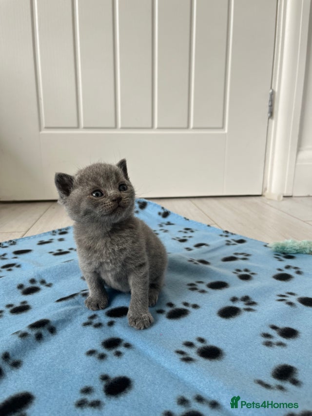 Gorgeous British blue kittens 🐾 for sale in Wickford | Pets4Homes