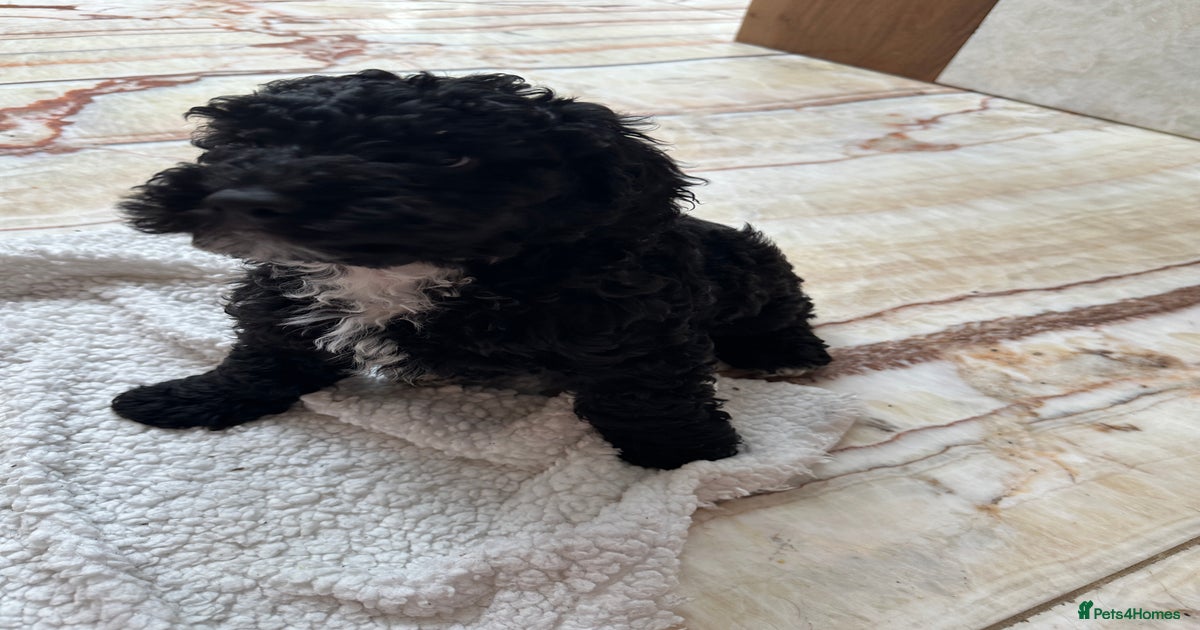 Cockapoo Toy (Miniature) puppies for sale in London | Pets4Homes