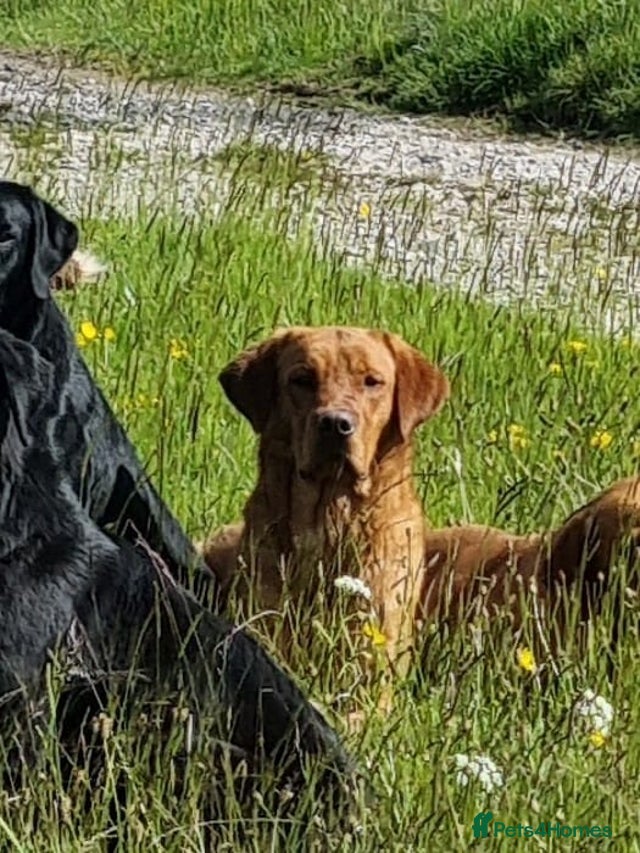 Proven KC Fox Red Labrador Retriever for stud in Penrith | Pets4Homes