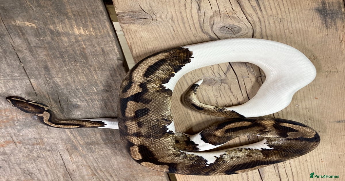 Royal Pythons for sale for sale in Downham Market | Pets4Homes
