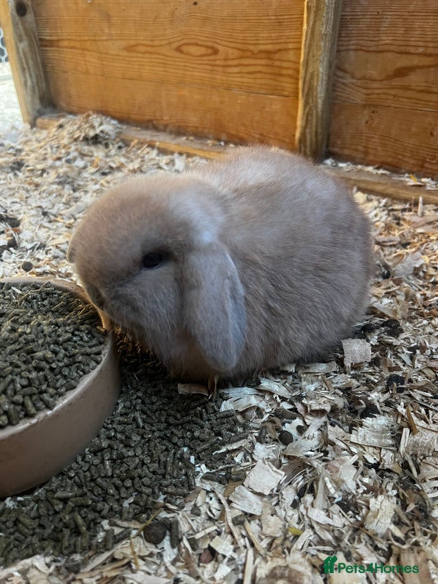 Mini lop babies for sale in Bicester | Pets4Homes