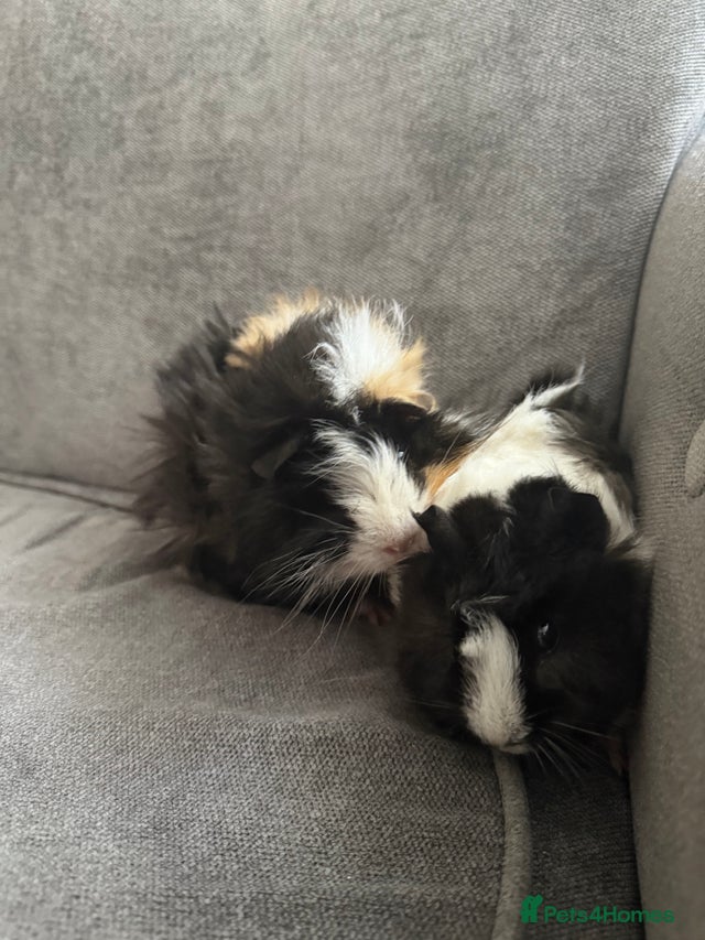 2 male guinea pigs for sale in Swansea | Pets4Homes