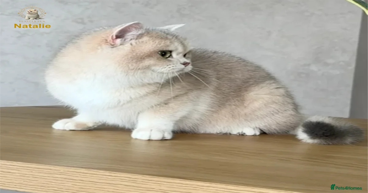 British Shorthair/BSH Blue Golden Chinchilla for sale in London ...