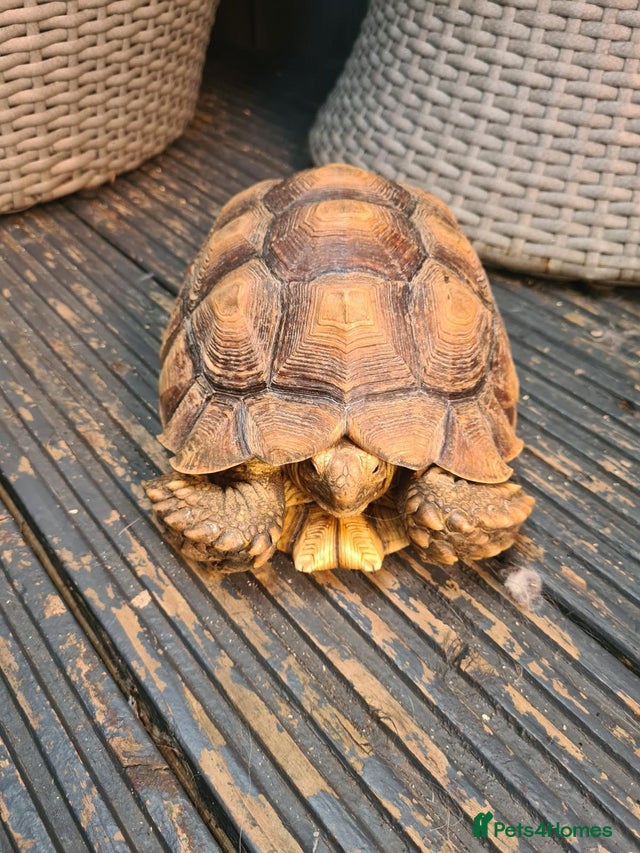 Female Sulcata Tortoise for sale in Portsmouth | Pets4Homes