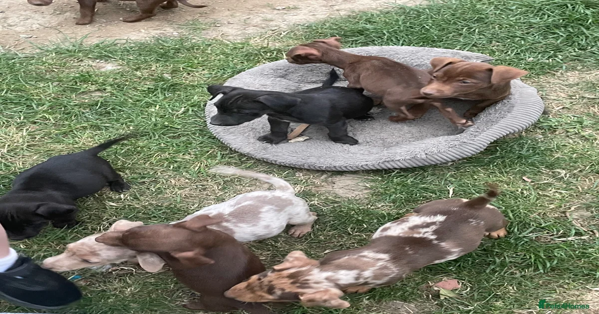 Jack Russel Terrier Puppies for sale in Waterlooville, Hampshire ...