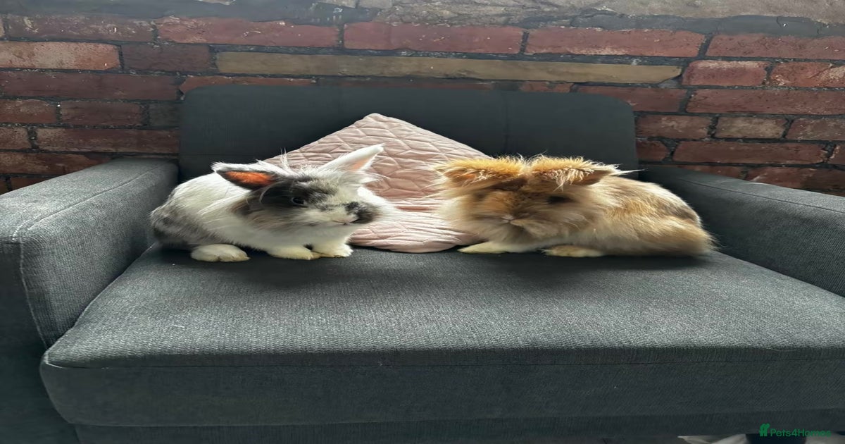 Bonded Pair of Male Lionhead Rabbits for sale in Leeds | Pets4Homes