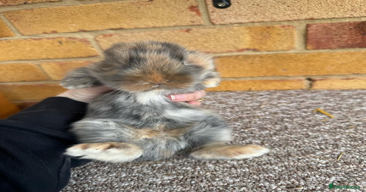 Baby lion head rabbits for sale in Reading | Pets4Homes