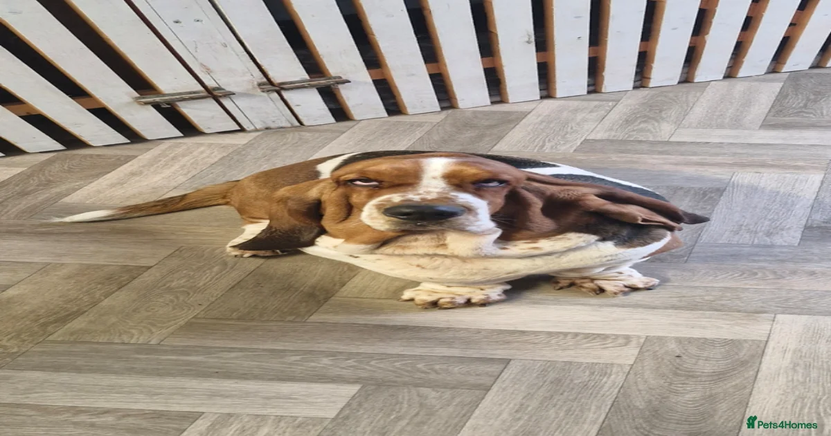 Basset Hound Puppies for sale | Pets4Homes