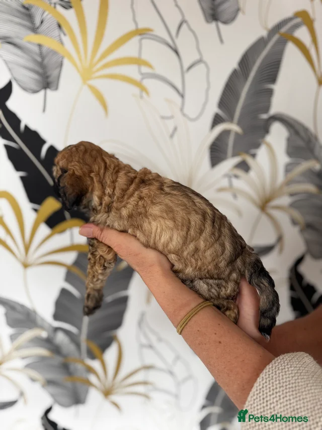 miniature poodles for sale KC registered for sale in Braintree | Pets4Homes
