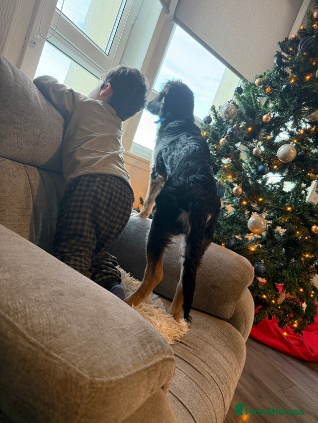 Border collie German shepherd for sale in Dumbarton | Pets4Homes