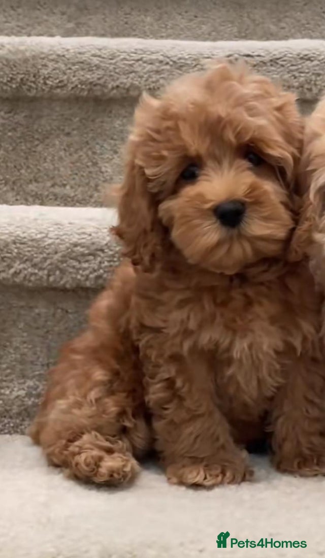 Cavapoo puppies for sale for sale in Paisley | Pets4Homes