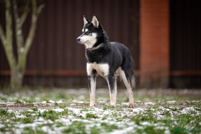 TUCKER – Male Siberian Husky for adoption in West Malling | Pets4Homes